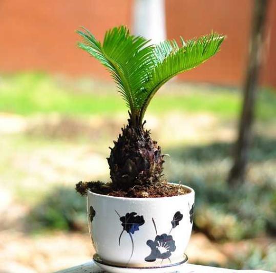 Cycad potted plants are evergreen in all seasons, so they are beautiful ...