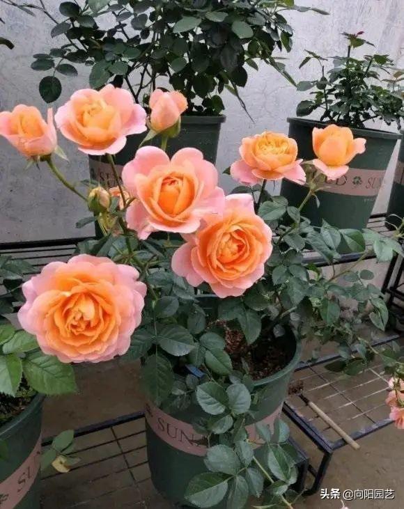 The 4 most difficult flowers to grow indoors, "the imagination is full ...