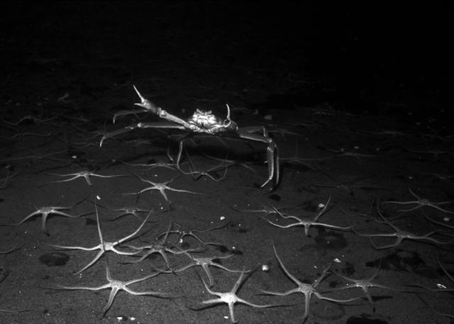 What made 8 billion snow crabs disappear from the Bering Sea? - iMedia