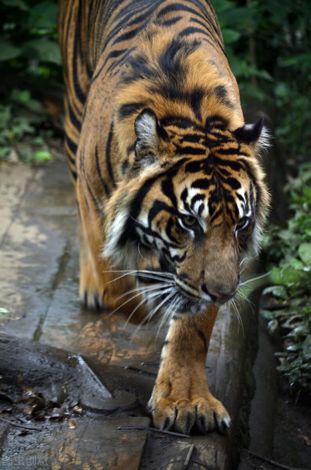 The real situation of fighting power between different species of ...