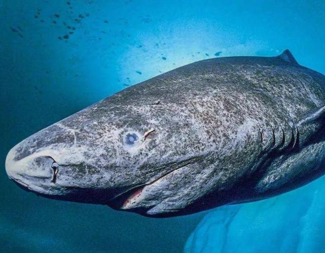 The "sleeping shark" that can live for 500 years! The body length is ...