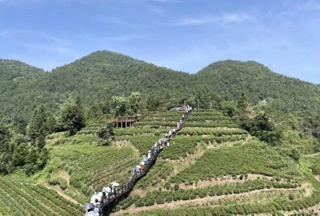 Hubei Xuanen Wujiatai tribute tea: the treasure in the world of Xuanen ...