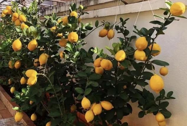 Perfume lemon is neither bitter nor astringent and easy to maintain ...