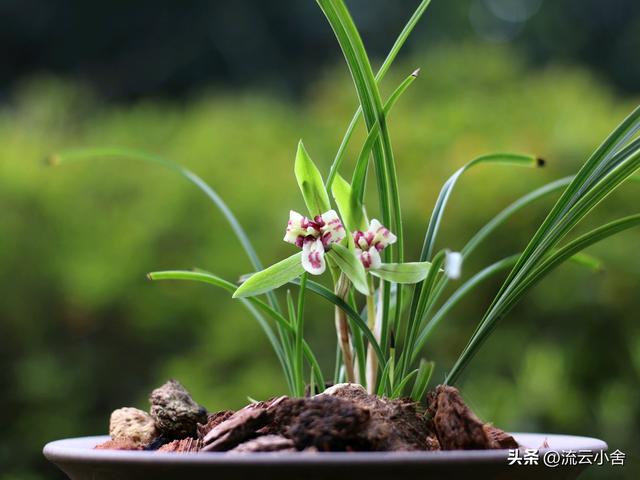 The disappearing traditional Chinese cultural symbols behind Wang Xizhi ...