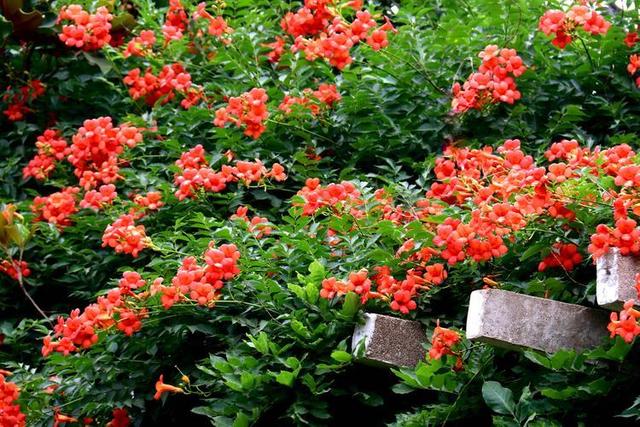 The maintenance method of the high-speed flower, learn the skills, the ...