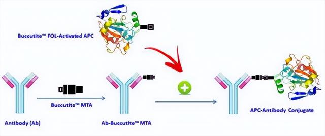 Functional application of Parker Bio's pre-activated APC-Cy7 tandem ...