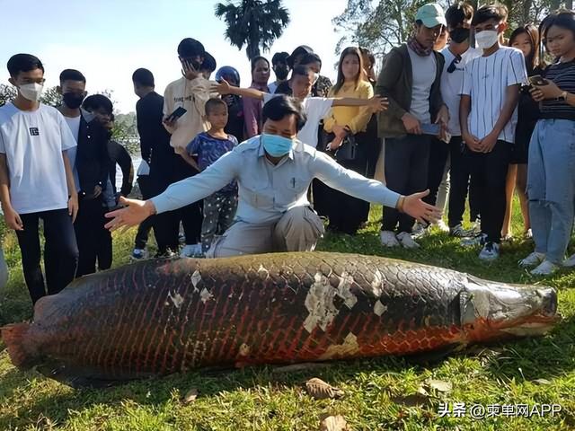 80kg giant arowana dead at Angkor Wat in Cambodia - iMedia