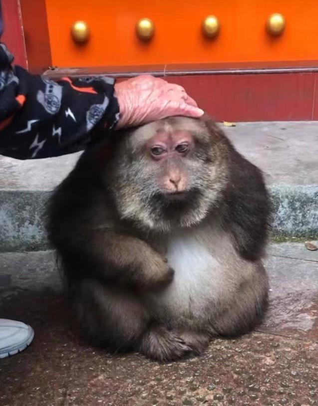 The one-armed monkey has been with its benefactor for 20 years, and it ...