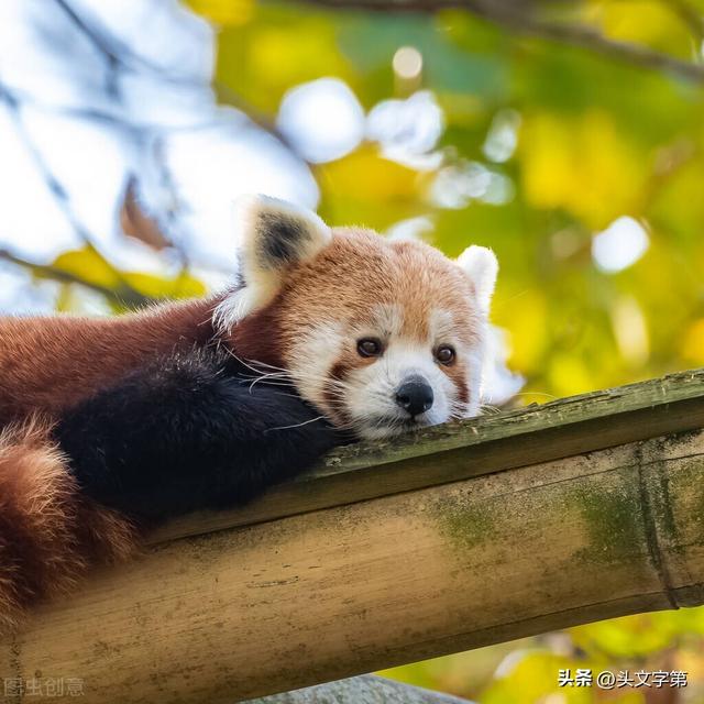 A gang hunts and sells 350,000 red pandas each, because the red pandas ...