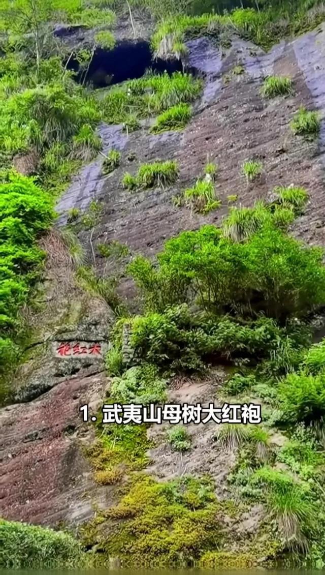 The three most expensive trees in China - iMedia