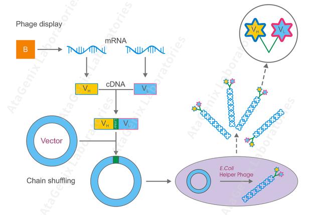 The key steps of phage display technology - iMedia