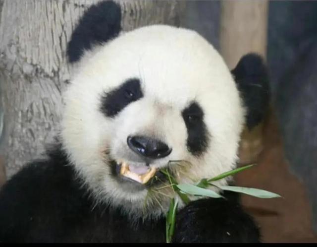 Pandas have been waiting for China to become stronger for 100 years ...
