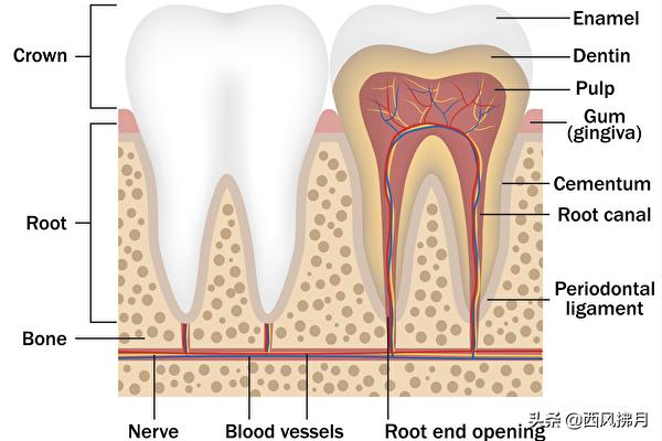 Artificial tooth enamel is stronger and can connect to smart devices ...
