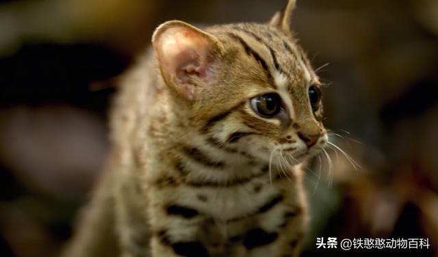 The world's most compact cat, the super mini cat "rusty spotted leopard ...
