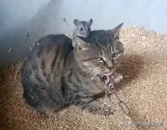 My cat is being chased by a mouse, the owner wants to cry but has no ...