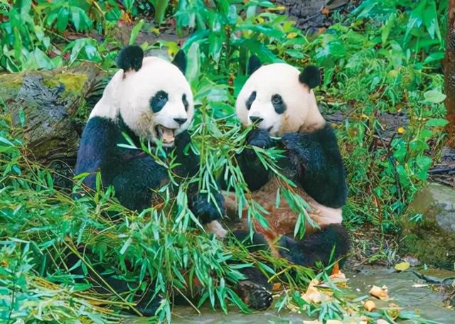 The "daughters" of pandas from mainland China are busy losing weight ...