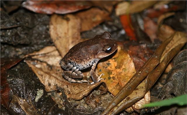 Chernobyl tree frogs turn black, is the force of evolution defeating ...