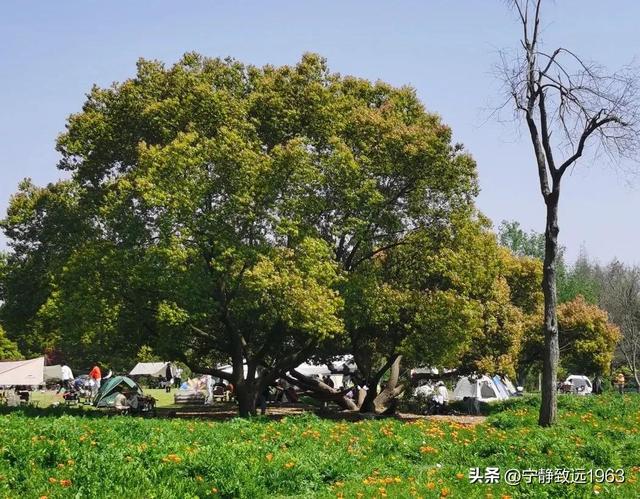 What happened to Shanghai Binjiang Forest Park - iMedia