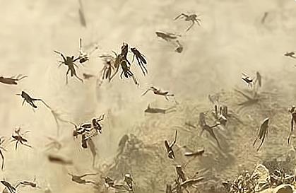 Countless people died of starvation during the locust plague in ancient ...