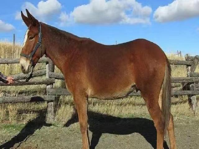 Both horses and donkeys can give birth to mules. - iMedia