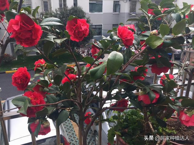 Stop raising roses!This flower is not afraid of sub-zero temperature ...