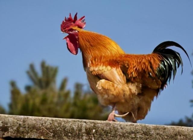 The best "Four Famous Chickens" in China, from 4 different places, do ...