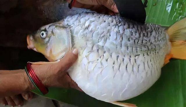 Please stop eating these 4 kinds of fish, most of them contain ...