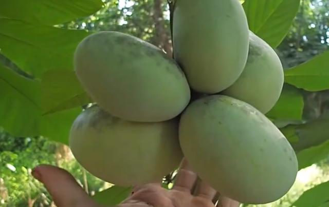 One of the unpopular and peculiar fruits that I have never seen before ...