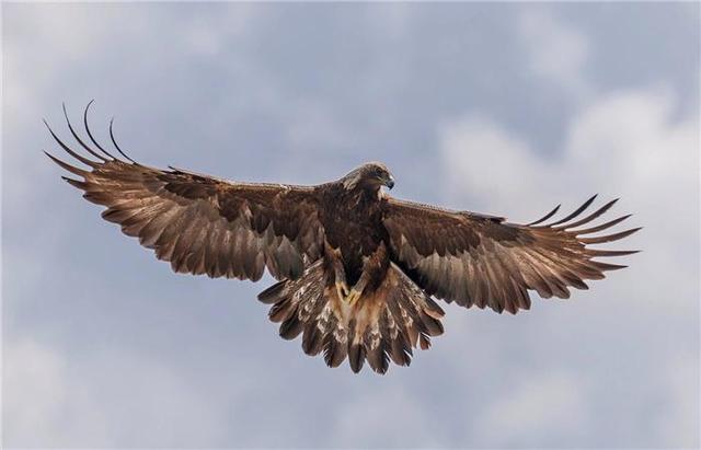 The fastest flying bird in the world!lightning fast - iMedia