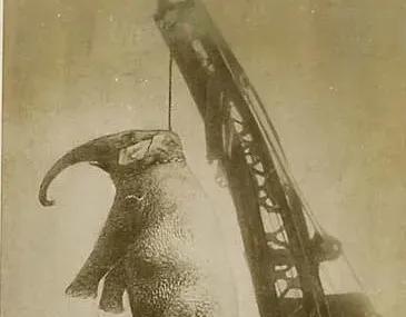 The Public Execution of Mary the Elephant - iMedia