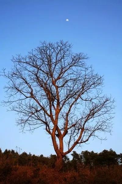 Seven unique autumn trees - iMedia