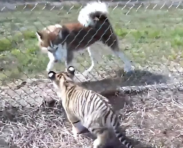 The baby tiger lost its mother, and the breeder let it live with the ...