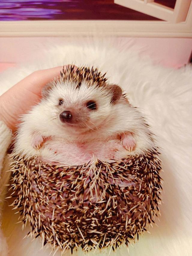 On the Behavioral Characteristics and Habits of Hedgehogs - iMedia