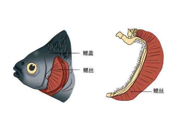 The Mystery of Fish Gills and Human Lungs: Why Can Fish Breathe Water ...