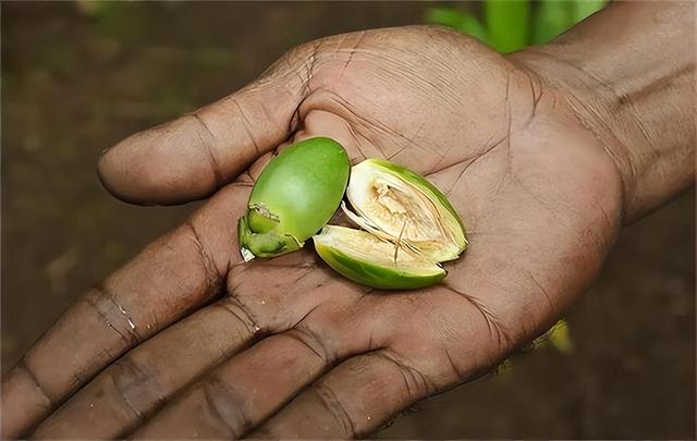 Soft drug betel nut: a time bomb for 60 million people, some people are ...