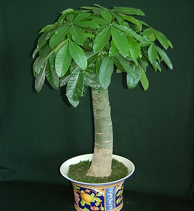 What is the difference between a lucky tree and a fortune tree? - iMedia