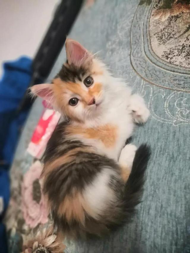 Sanhua cat is 2 years old - iMedia