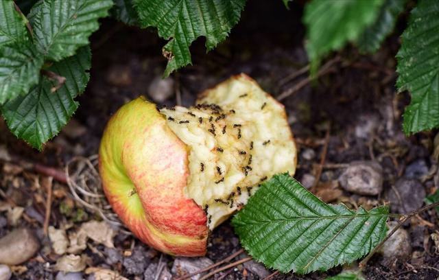 There are ants in the house, no need to boil water or medicine, teach ...