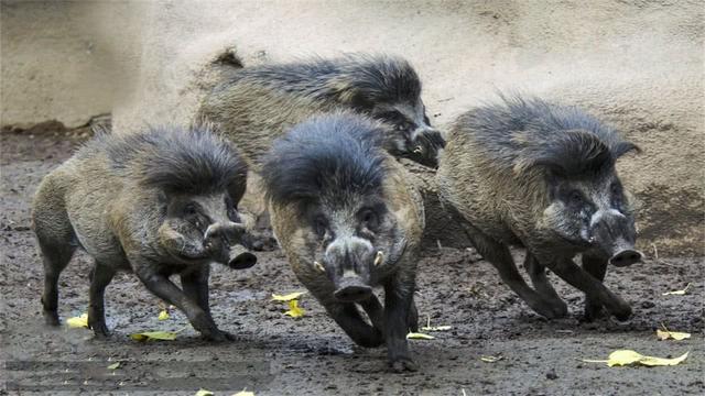 How strong are the 10 most ferocious wild boars? Ferocious Indian wild ...