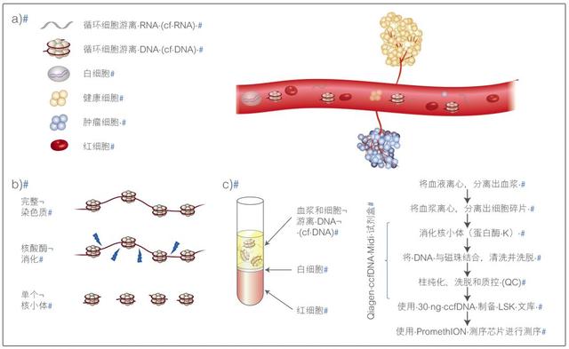 Methylation identification and fragment analysis of native cfDNA reveal ...