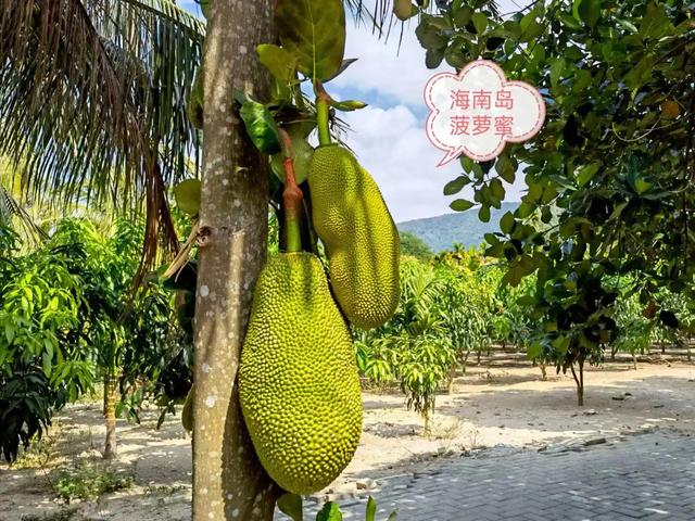 Tropical fruits on Hainan Island - iMedia