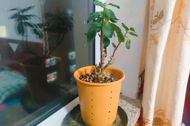 The revitalized longevity flower - iMedia