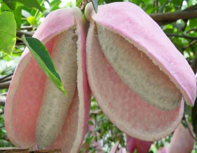 Yunnan wild fruit "15th" - August melon - iMedia