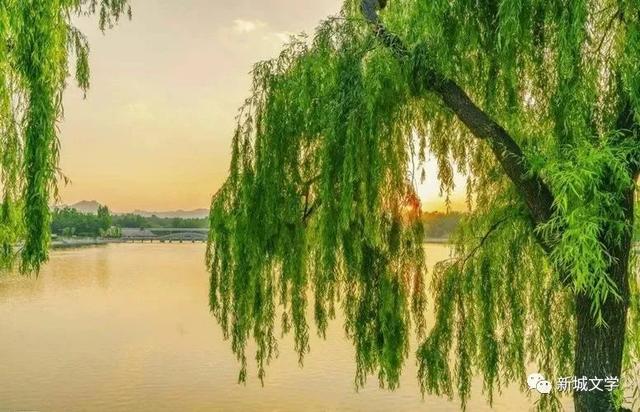The Story of the Willow Tree (Poems) - iMedia