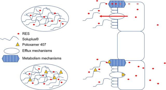 Poloxamer 407, Cell Loading Dye Enhancer - iMedia