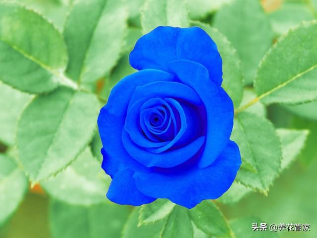 The real blue rose is more beautiful than the "blue enchantress" - iMedia
