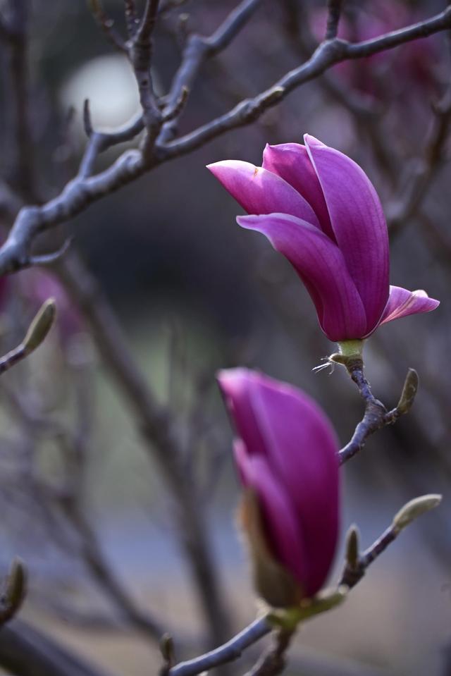 Still Beautiful Purple Magnolia (4) - iMedia