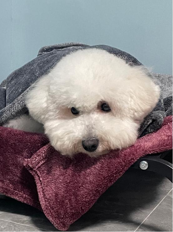 Just resigned, let me talk about the inside story of raising a dog ...