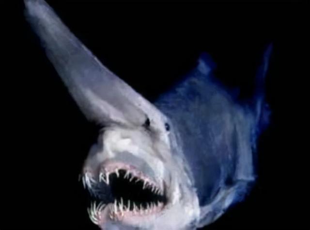 The oldest shark in the world has existed for hundreds of millions of ...