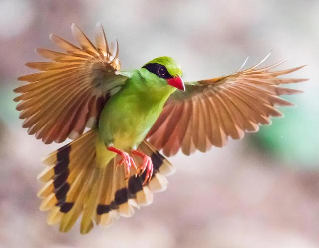 Yellow-breasted green magpie - iMedia